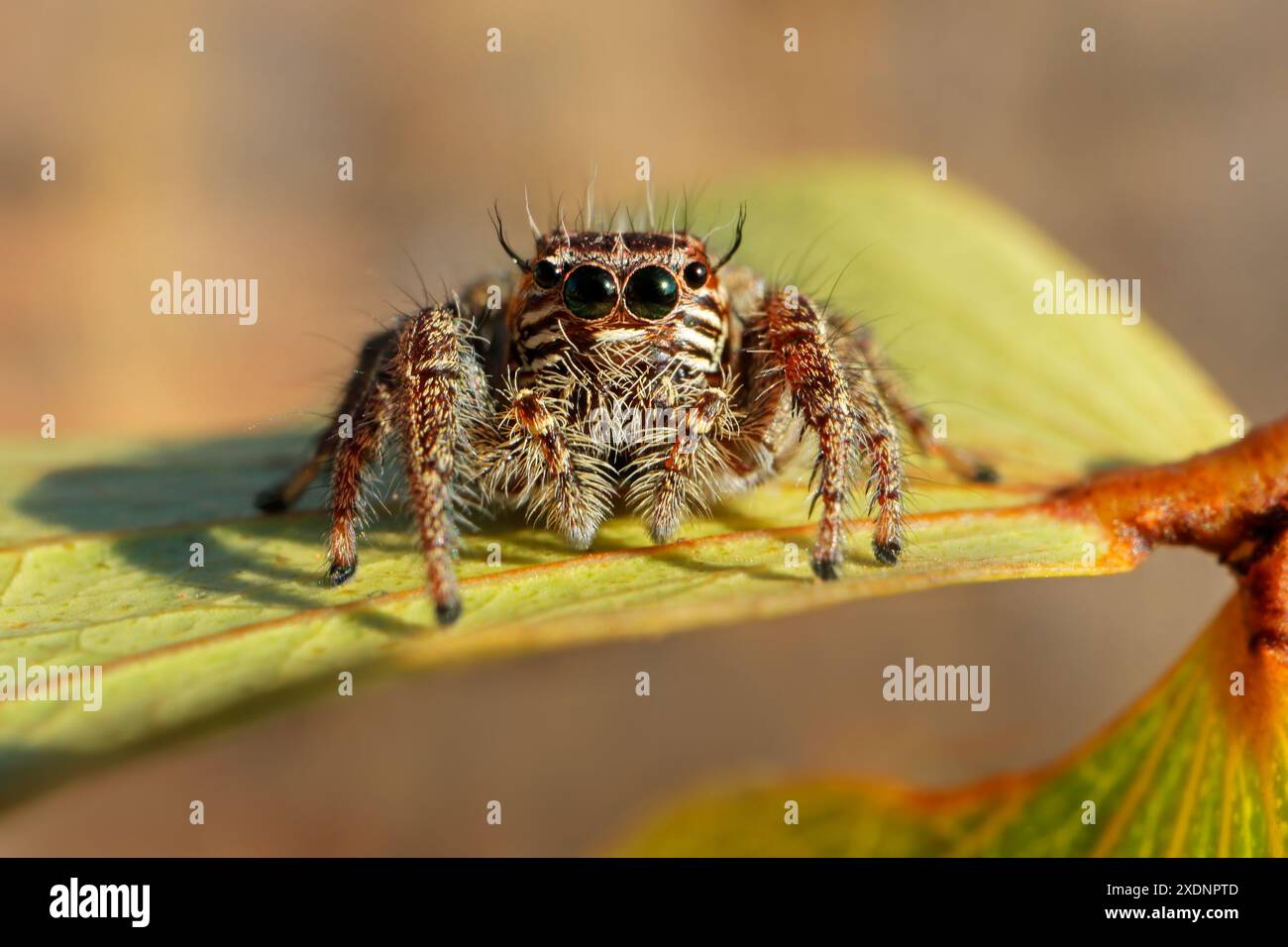 A jumping spider (Family Salticidae) sitting on a leaf, South Africa ...