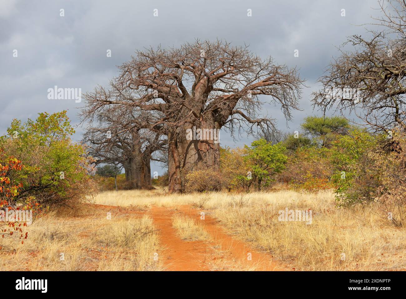 Mopane tree hi-res stock photography and images - Alamy