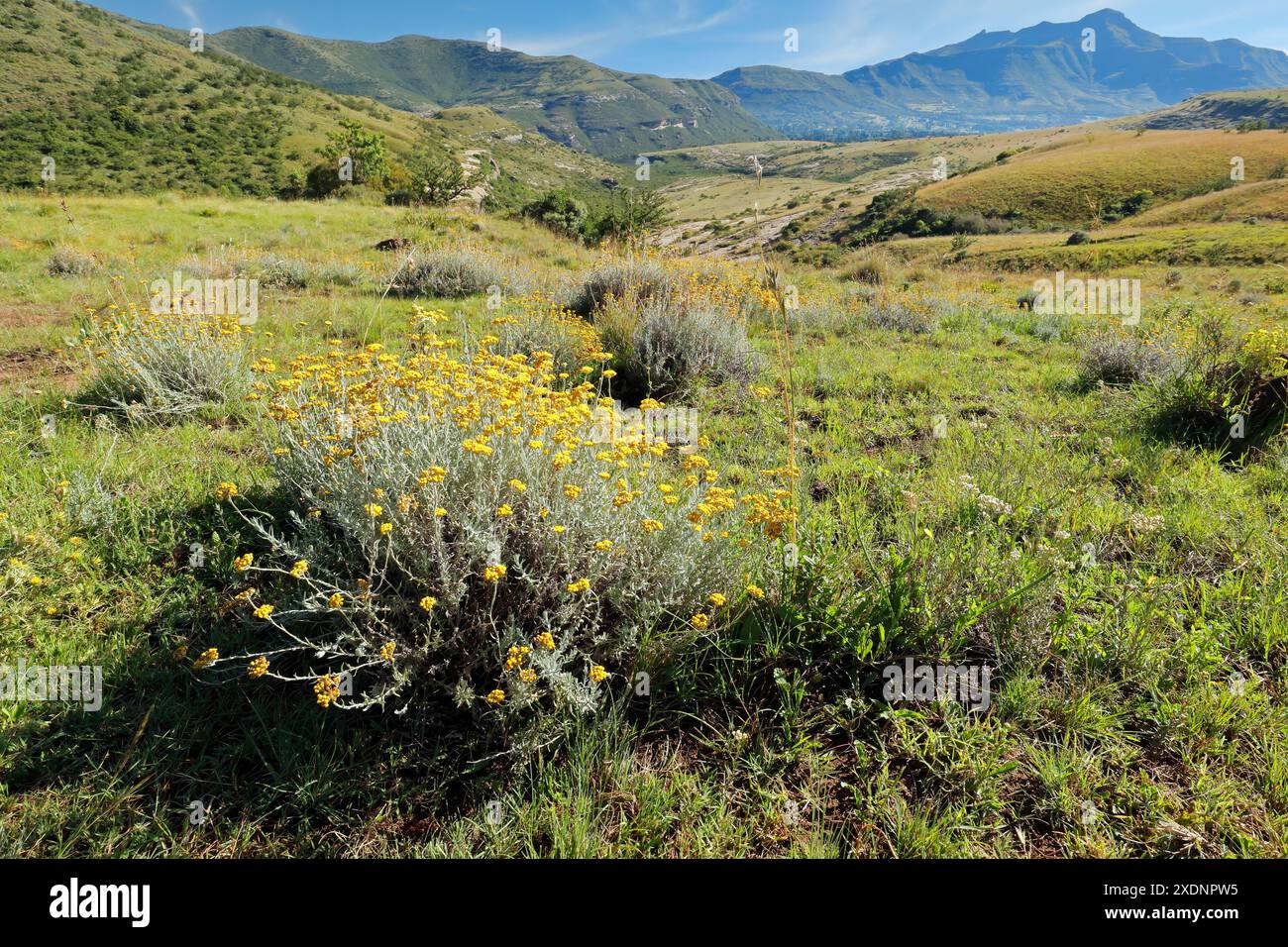 Scenic mountain landscape with wildflowers, eastern Free State, South ...