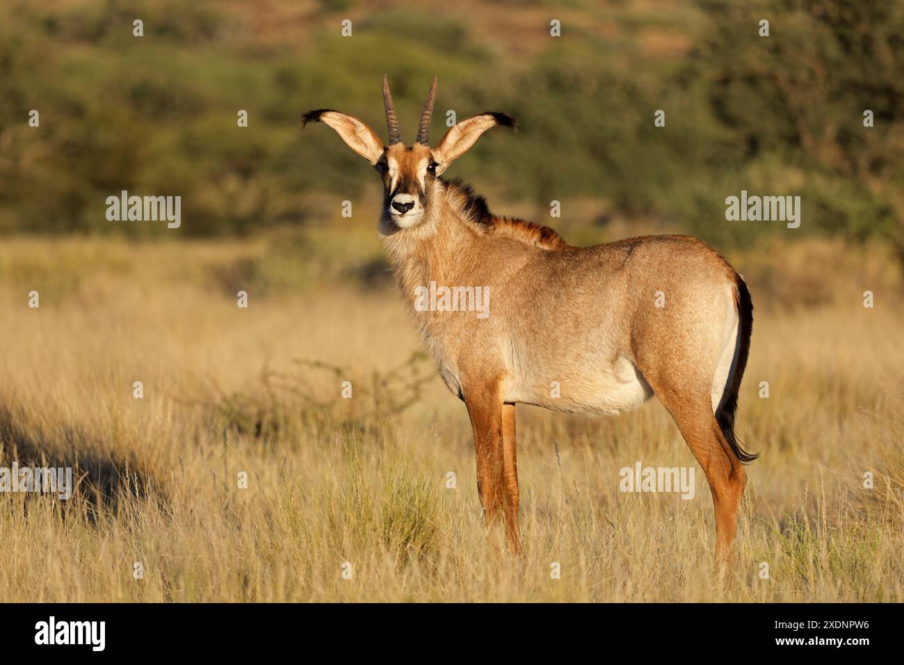 A rare roan antelope (Hippotragus equinus) in natural habitat, Mokala ...