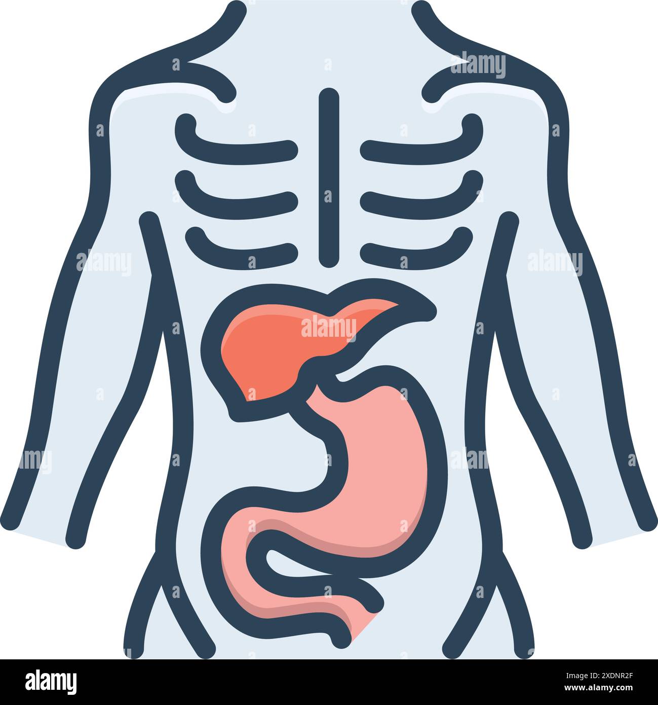 Icon for anatomy, medical Stock Vector Image & Art - Alamy