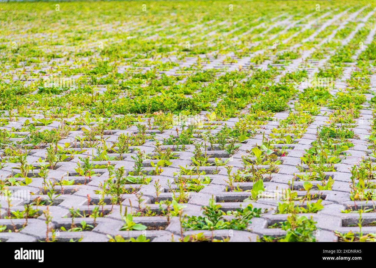 Green grass growing through the cobble stones, outdoor garden flooring ...