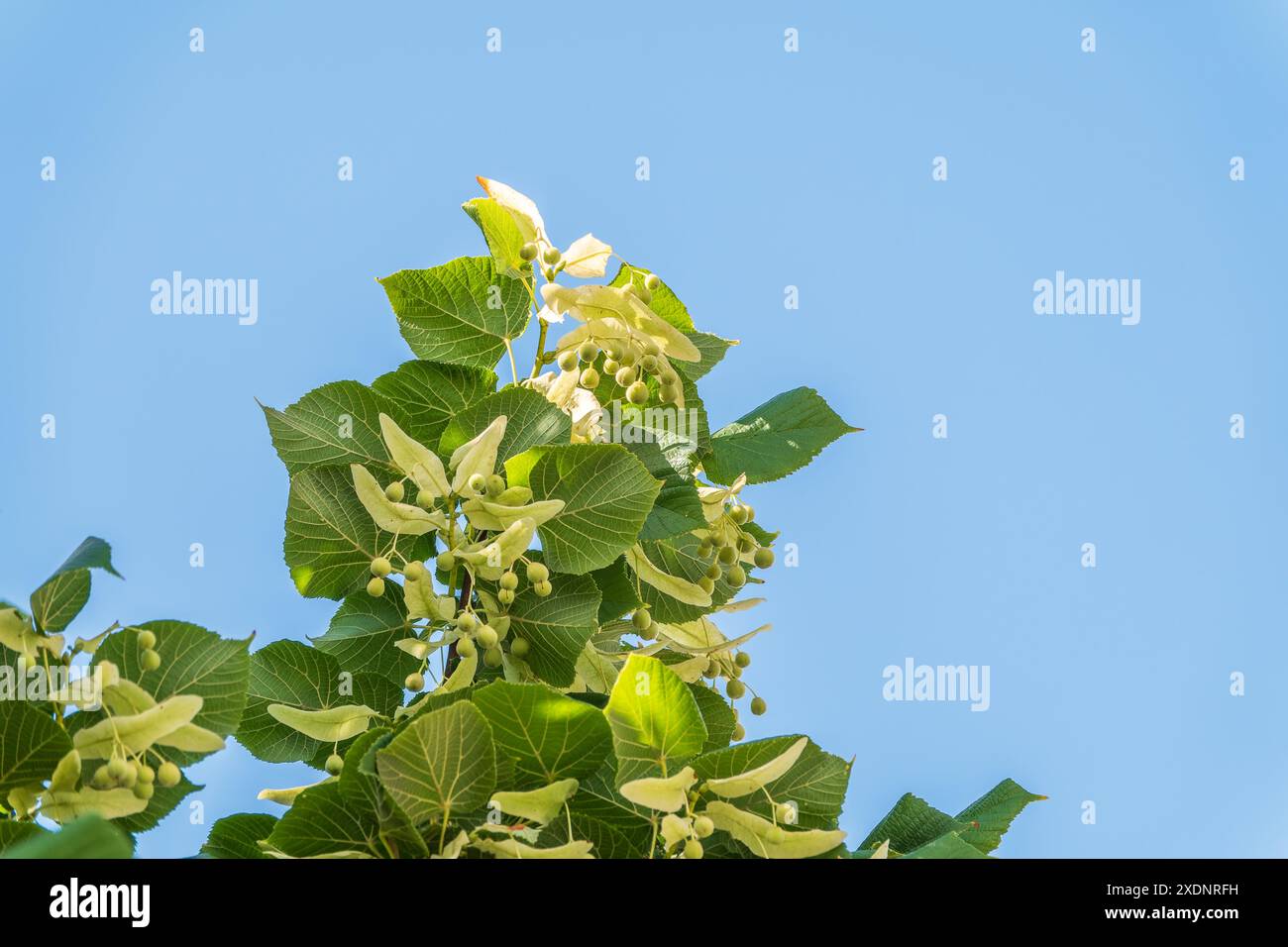 Linden tree flowers clusters tilia cordata, europea, small-leaved lime ...