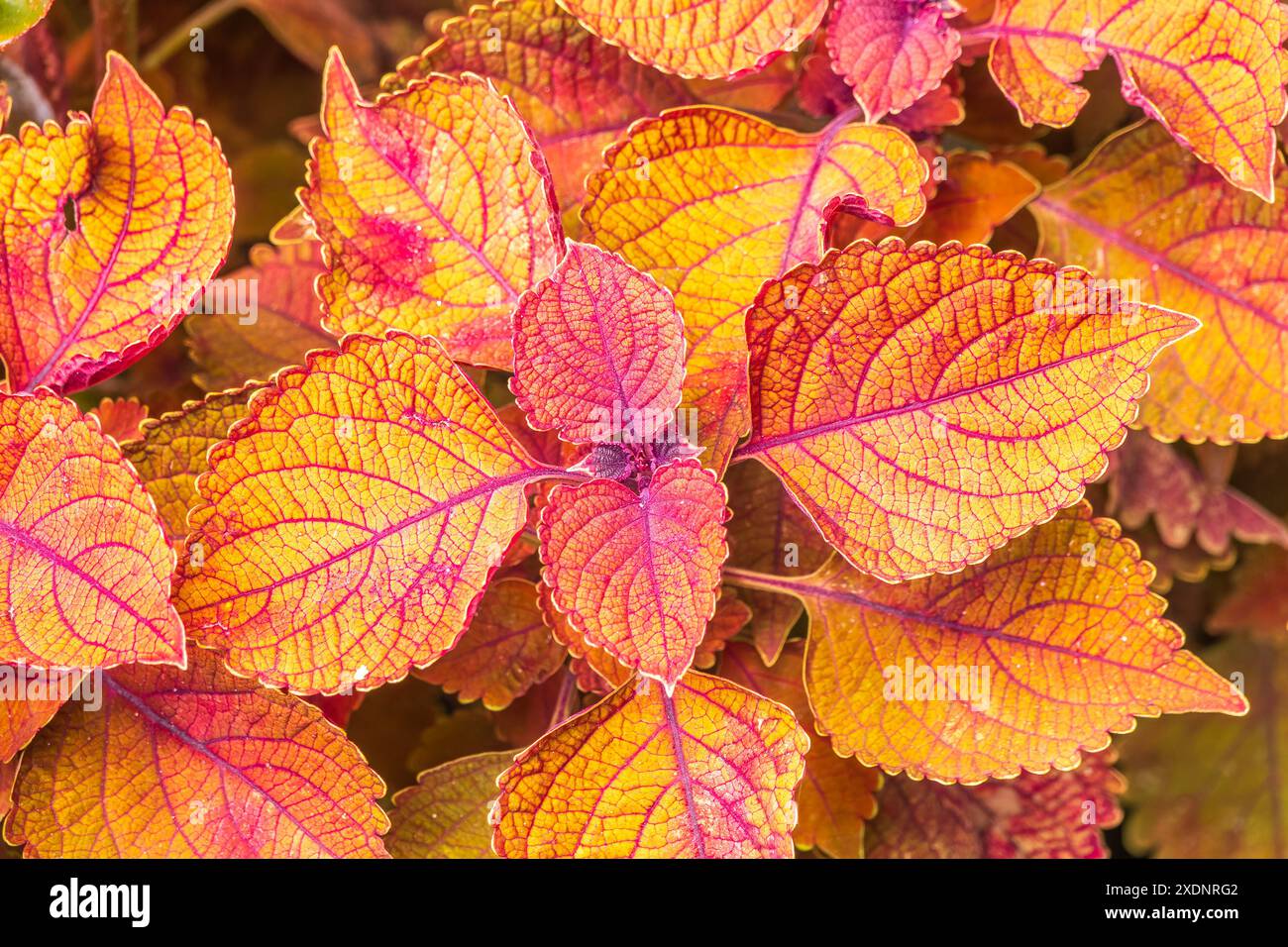 Red leaf foliage background - ornamental redhead coleus shrub. Red ...