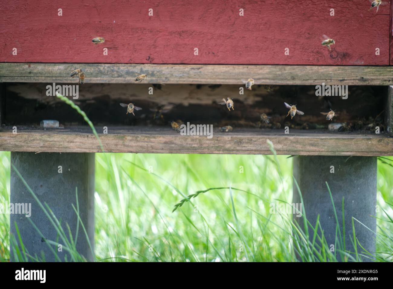 Many bees fly in and out of a hive Stock Photo - Alamy