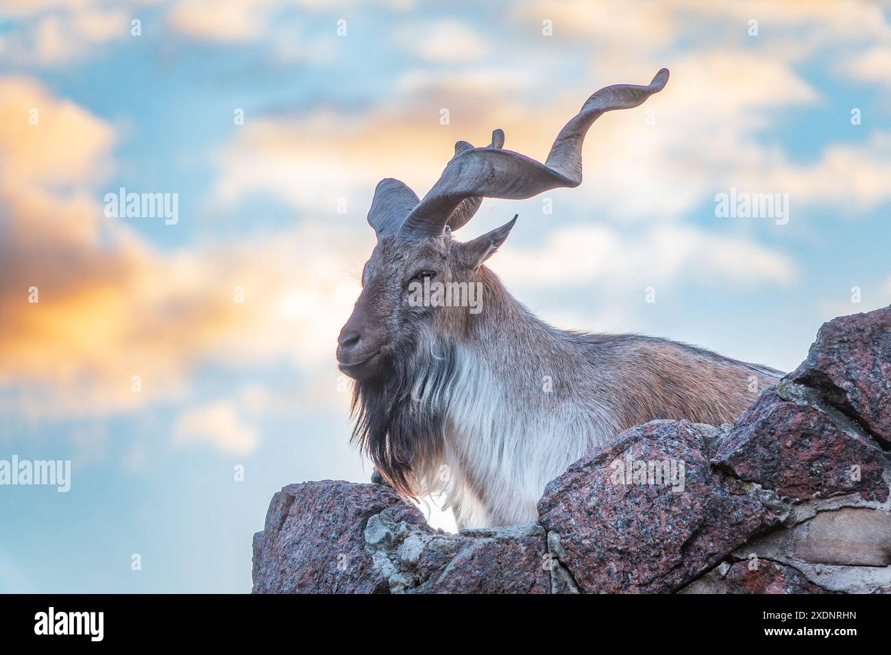 Close-up portrait of Markhor, Capra falconeri, wild goat native to ...