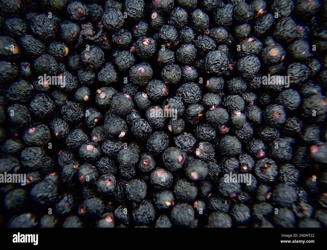 Maqui berries hi-res stock photography and images - Alamy