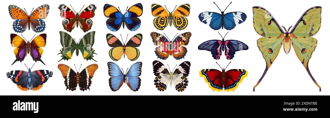Beautiful Butterflies Wallpaper Set Butterflies Beautiful Butterflies