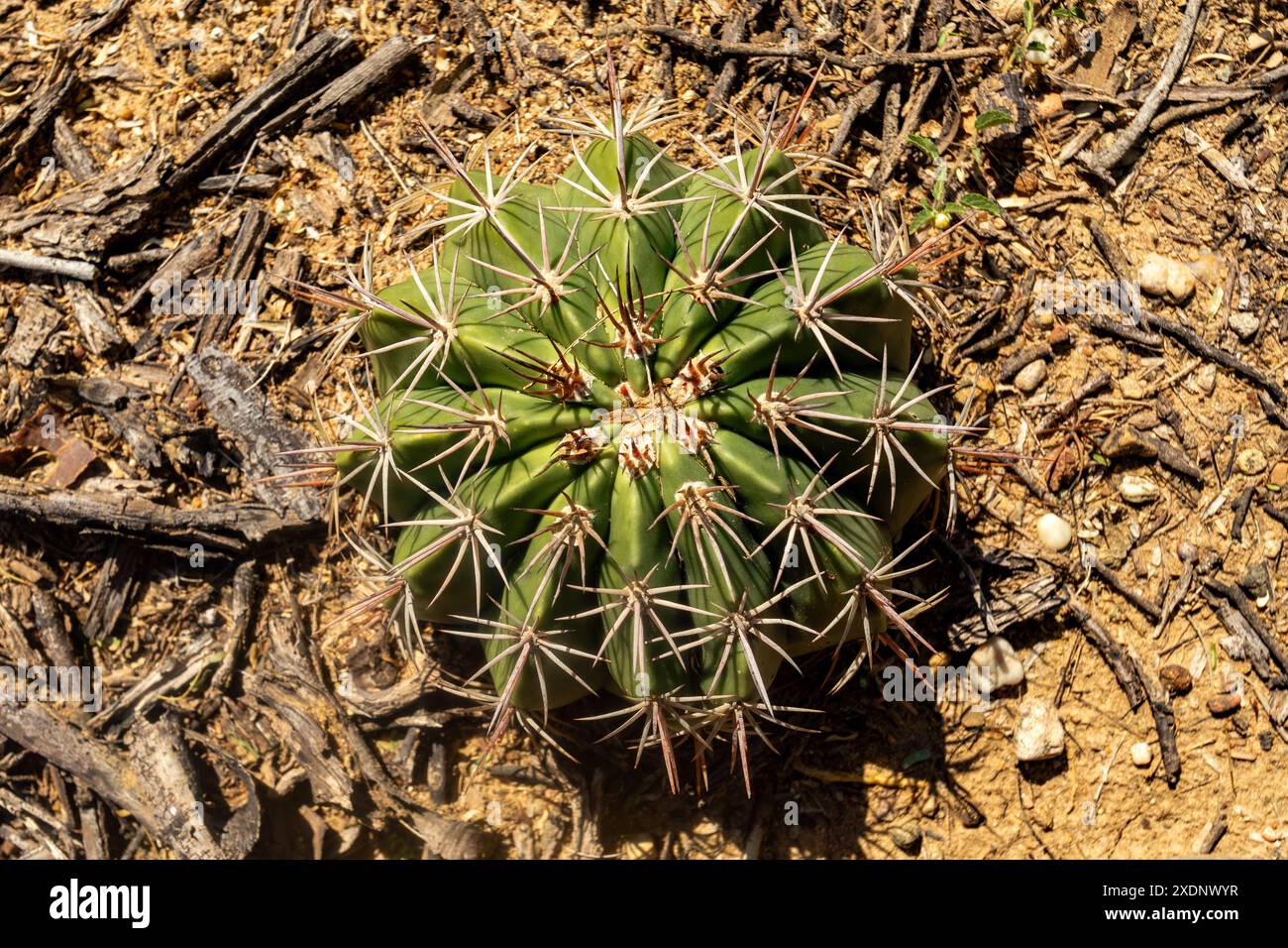 Melocactus curvispinus, known as the Turks cap cactus, or Popes head ...