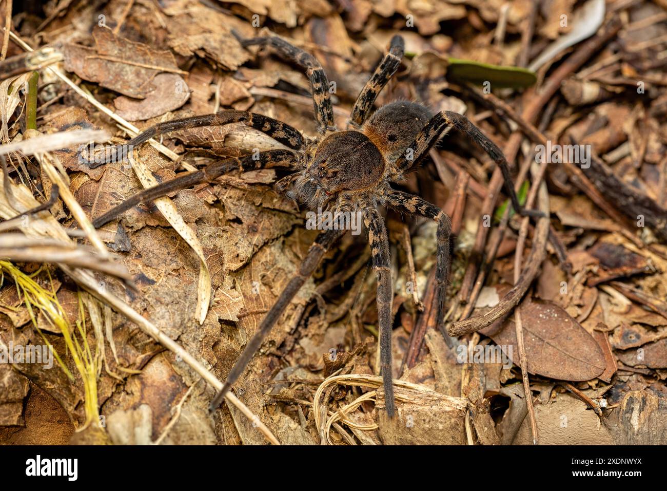 Ancylometes bogotensis, genus of Central and South American semiaquatic ...