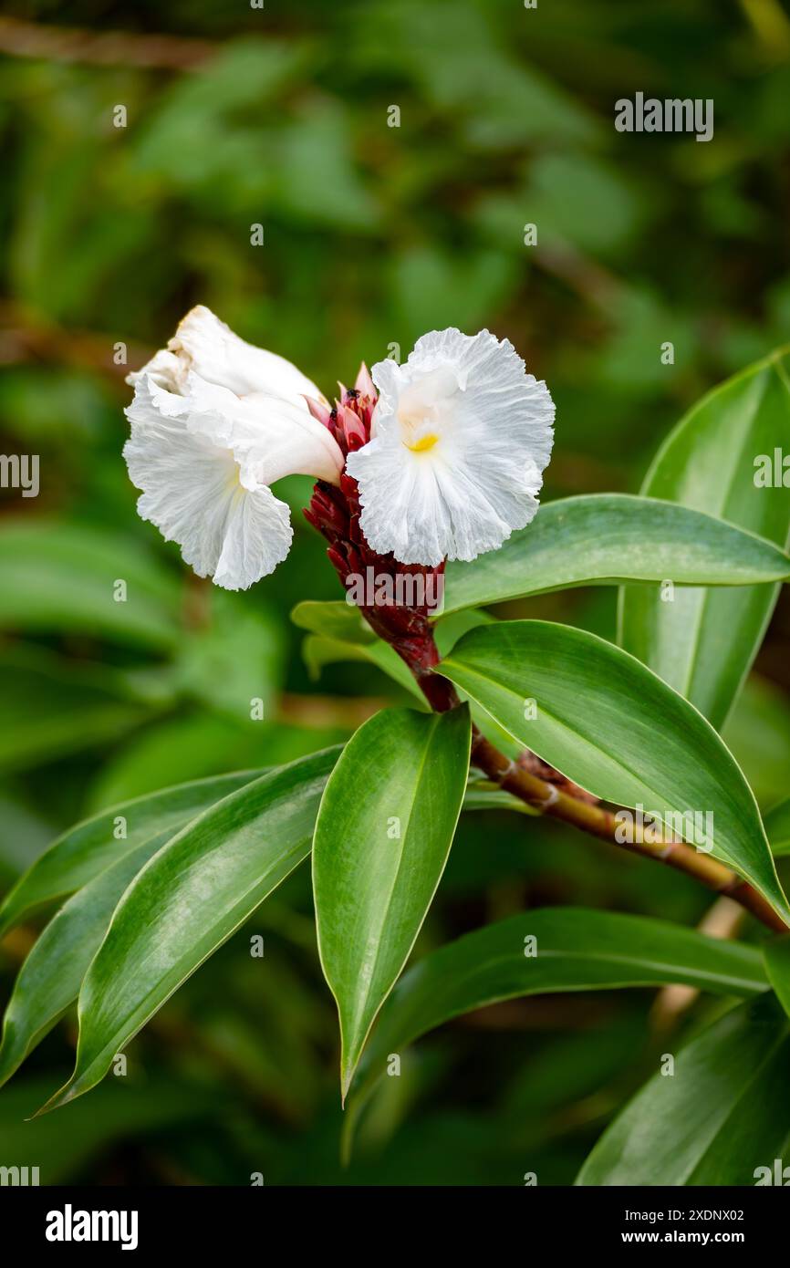 Cheilocostus speciosus, or crepe ginger flower, species of flowering ...