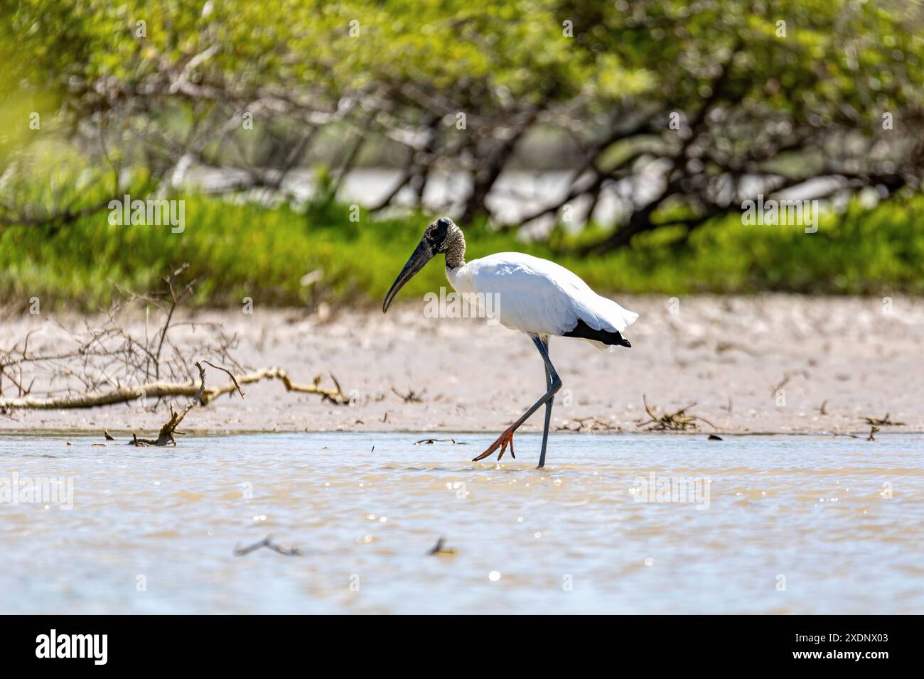 Wood stork (Mycteria americana), large American wading bird in the ...