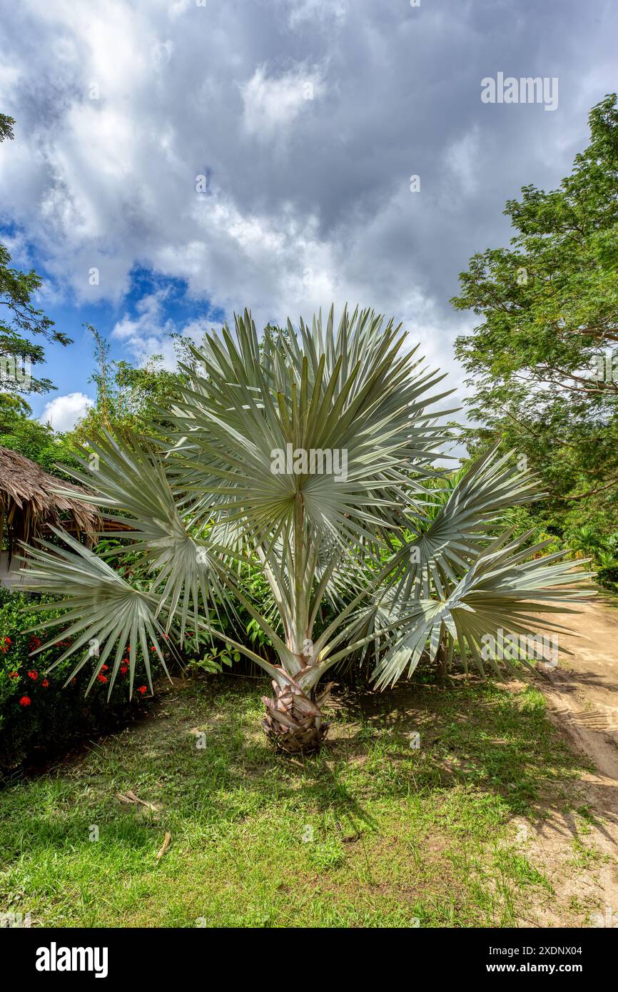 Brahea armata, known as Mexican blue palm or blue hesper palm, large ...