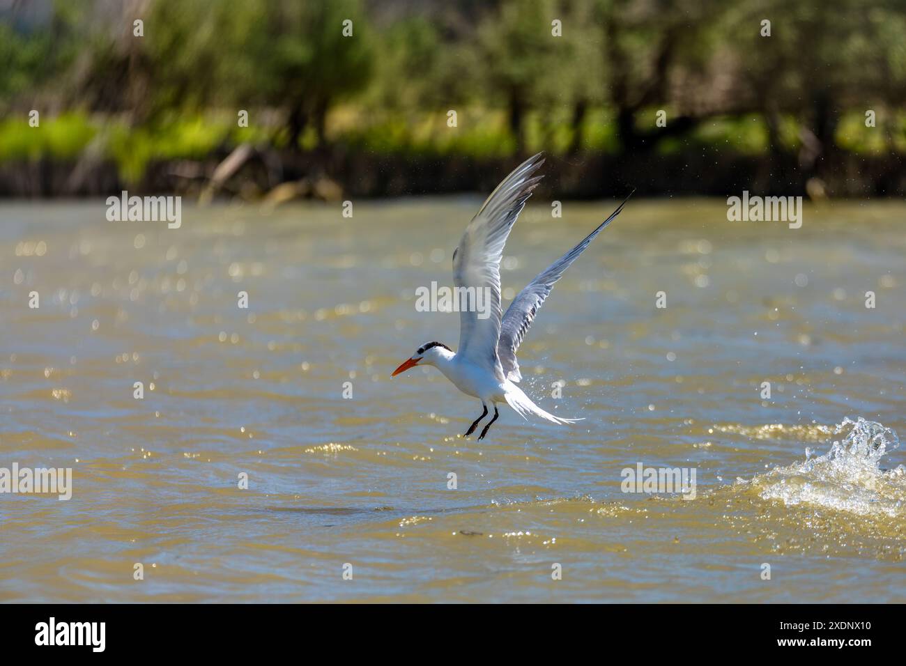 Royal tern (Thalasseus maximus), bird in the family Laridae. Santuario ...