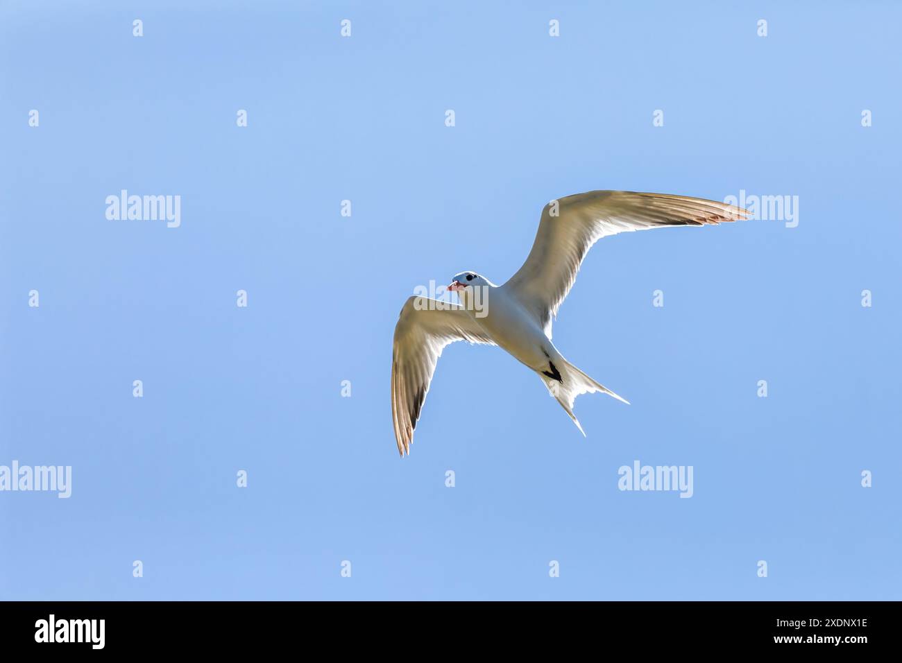 Royal tern (Thalasseus maximus), bird in the family Laridae. Santuario ...