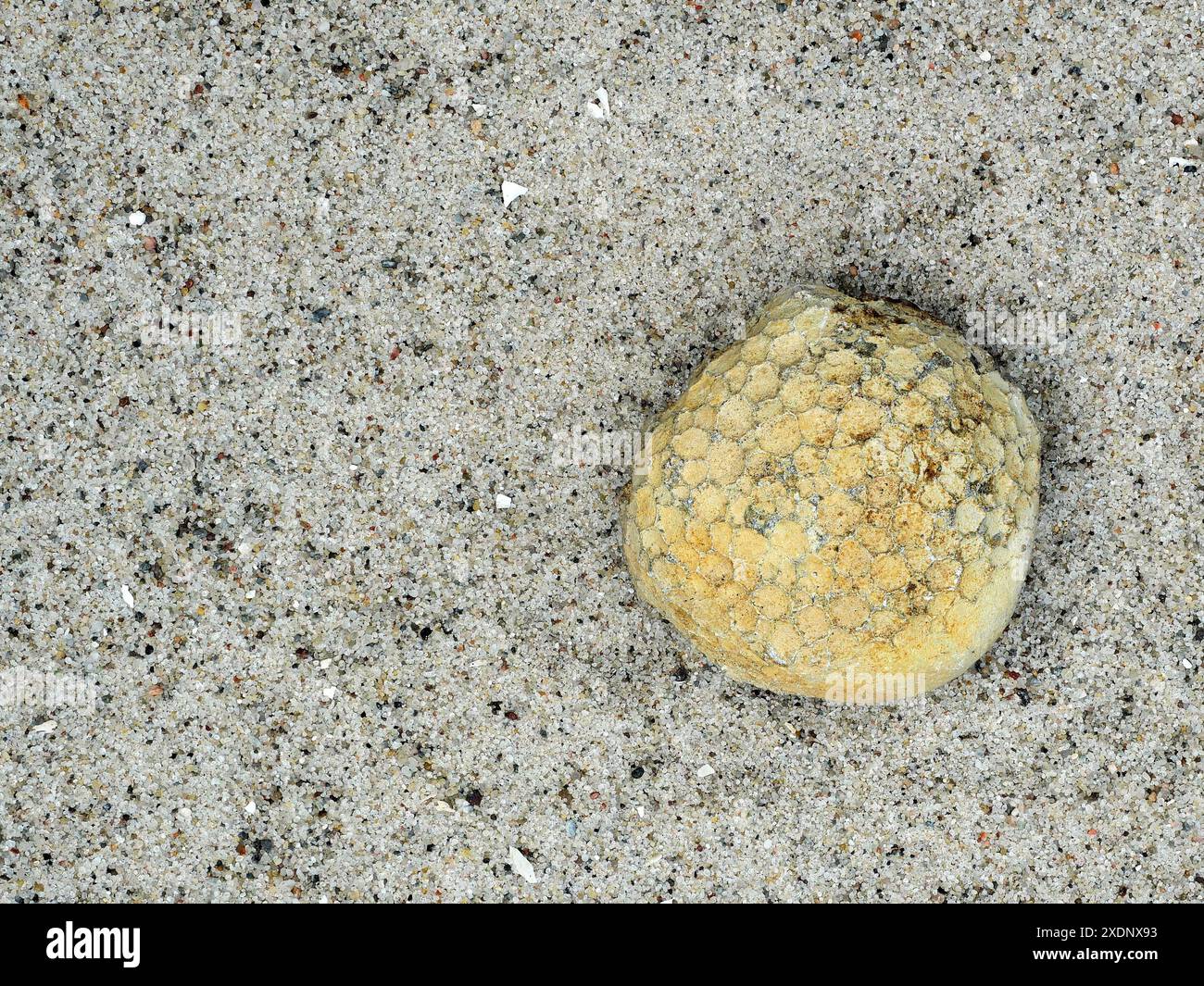 Fossil spherical algae of Rügen, offering valuable insights into Earth ...