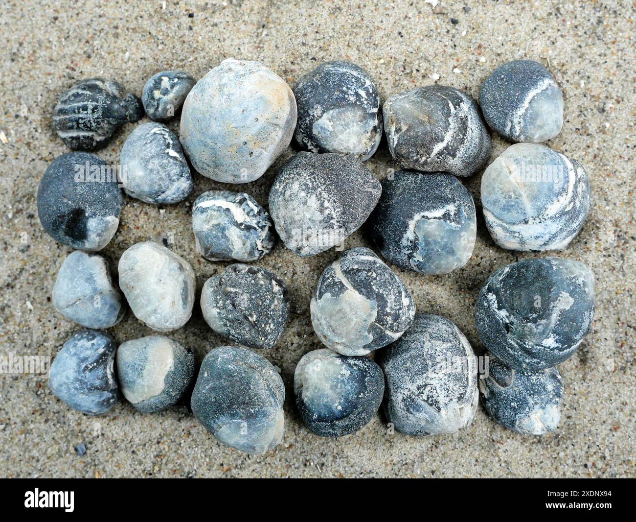 Fossil arm footed creatures hi-res stock photography and images - Alamy