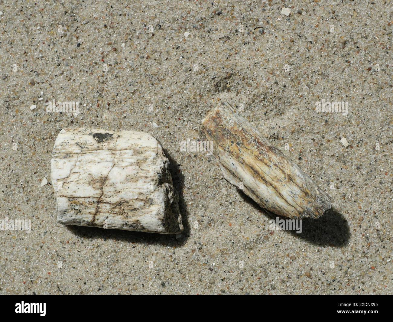 A fossil tusk of a Mastodon pygmy elephant from Vogelsberg provides ...