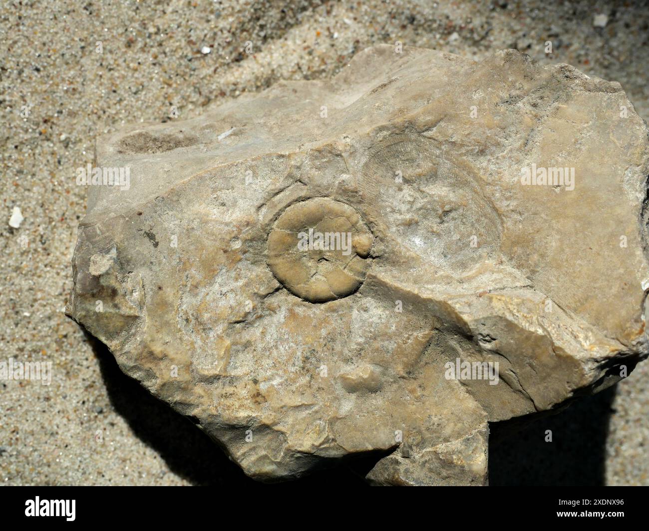 Stone slab with petrified sea urchin.A texture in marine history and ...