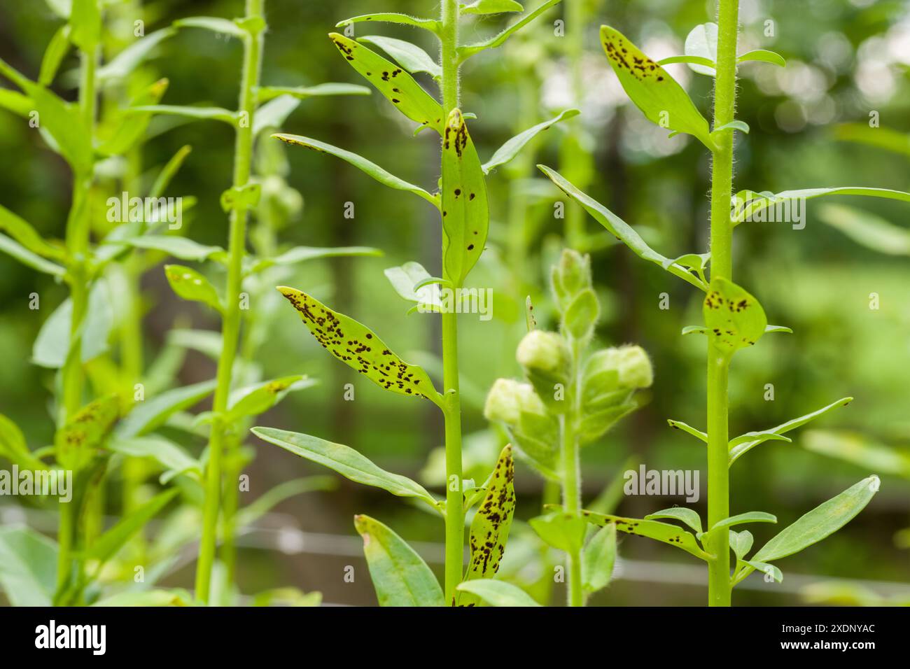 Antirrhinum rust. The most serious disease of snapdragons. It is a ...