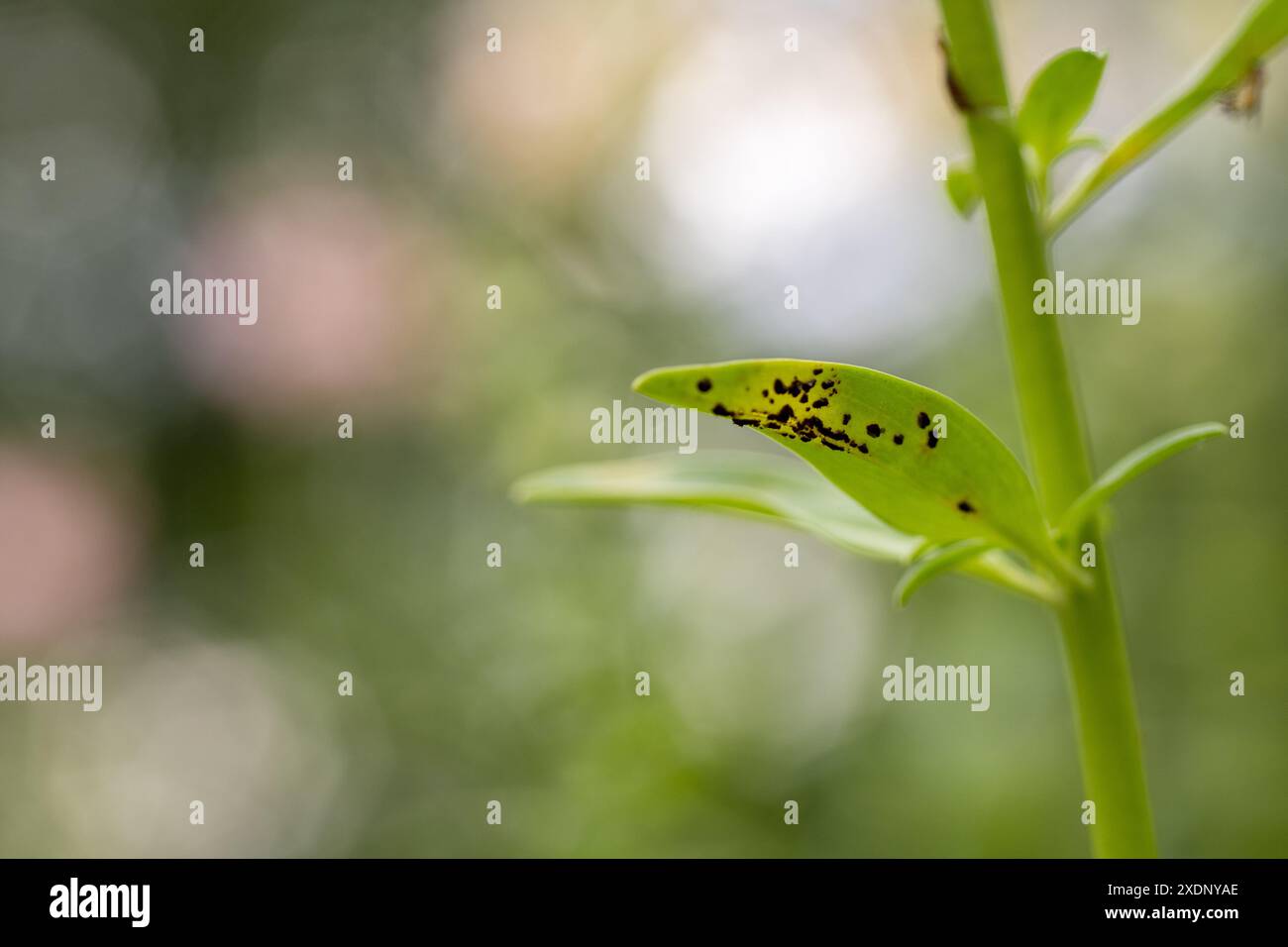 Antirrhinum rust. The most serious disease of snapdragons. It is a ...
