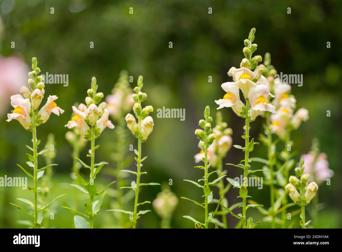 Antirrhinum rust. The most serious disease of snapdragons. It is a ...
