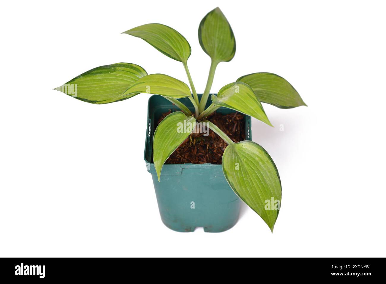'Hosta x tardiana June' plant with lime green leaves with draker edges ...