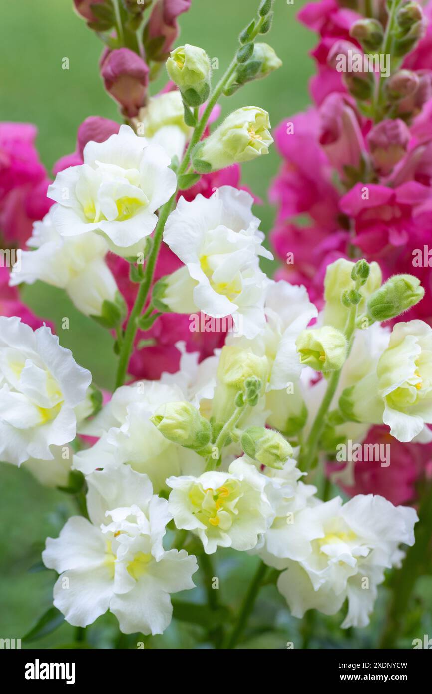 Beautiful white madame butterfly and vibrant pink snapdragons. Snaps ...