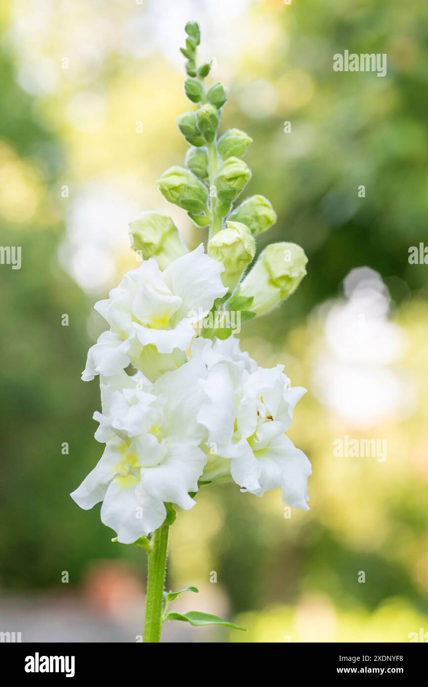 Madame butterfly antirrhinum hi-res stock photography and images - Alamy