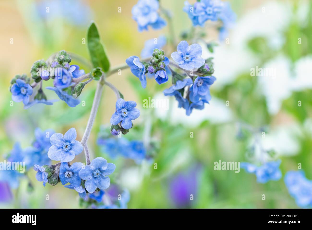 Chinese Forget me Not, Cynoglossum amabile. Delicate tiny blue flowers ...