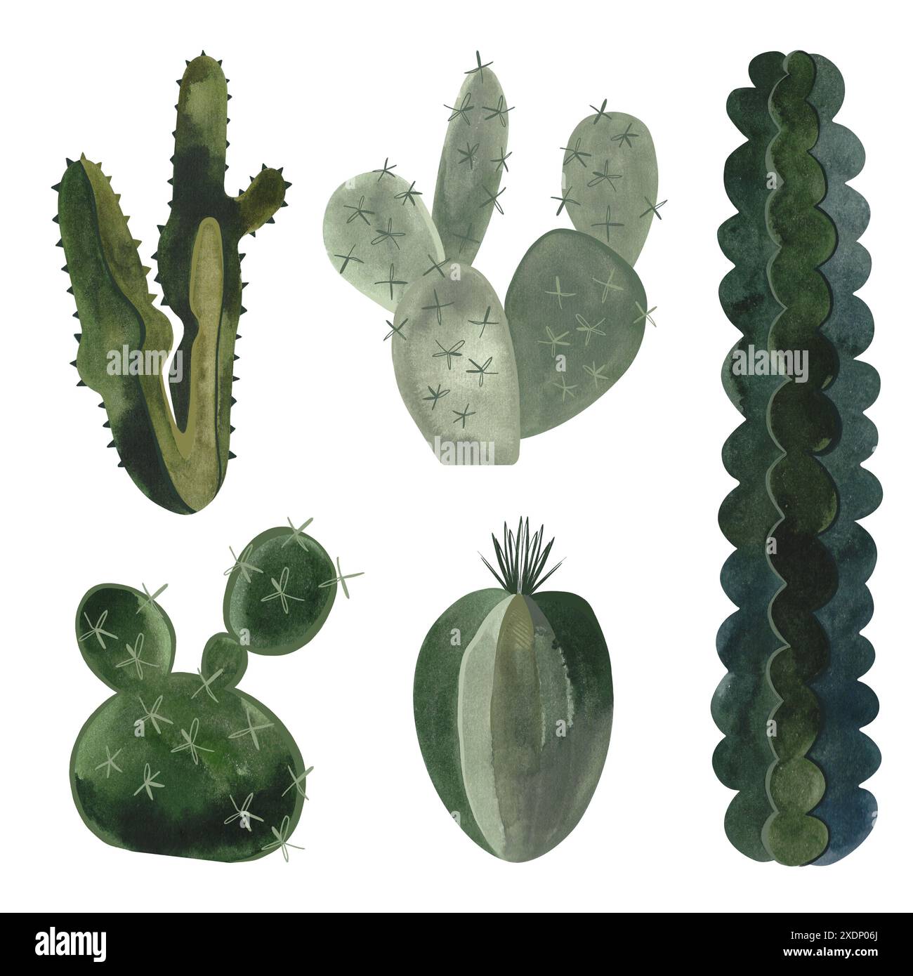 Set of cacti. Plants for the home. Floriculture. Desert flora. Isolated ...