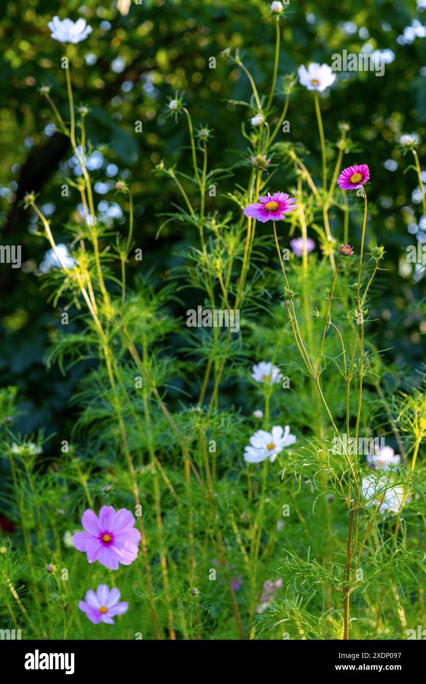 Cosmos. Mixed colors cosmos flowers. Cosmos annual Stock Photo - Alamy