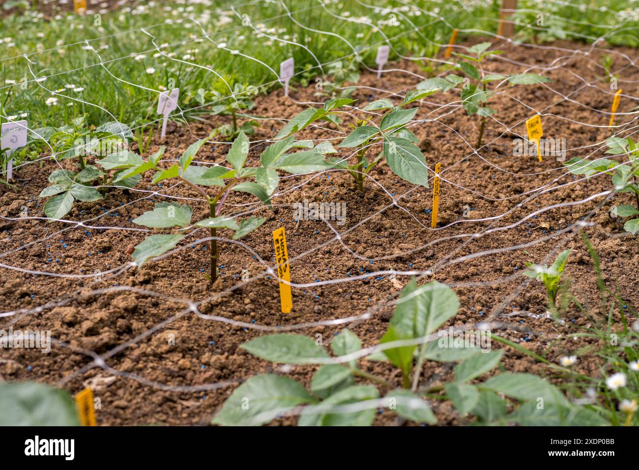 Cut flower netting. Plant support net. Using plastic garden netting to ...