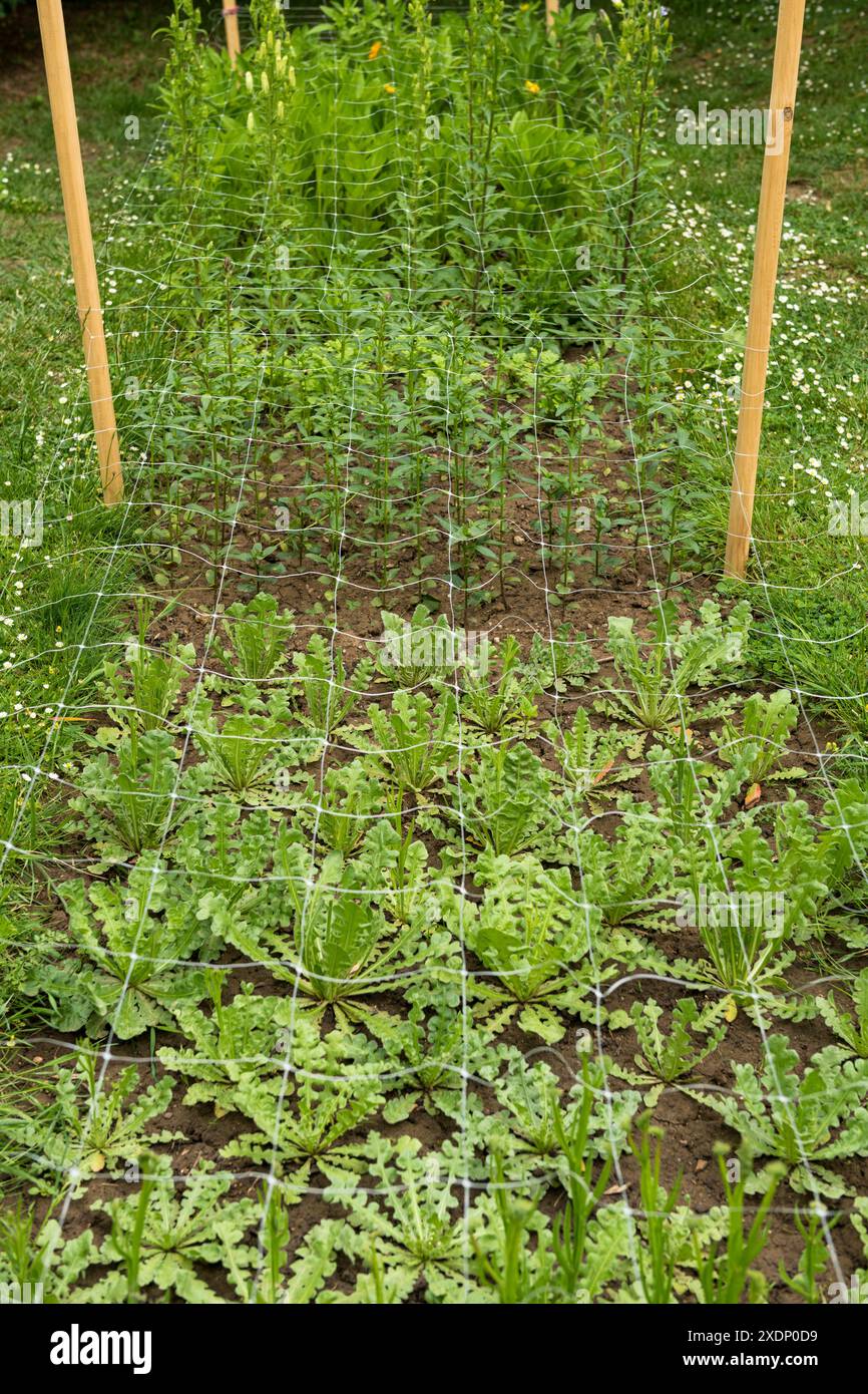 Cut flower netting. Plant support net. Using plastic garden netting to ...