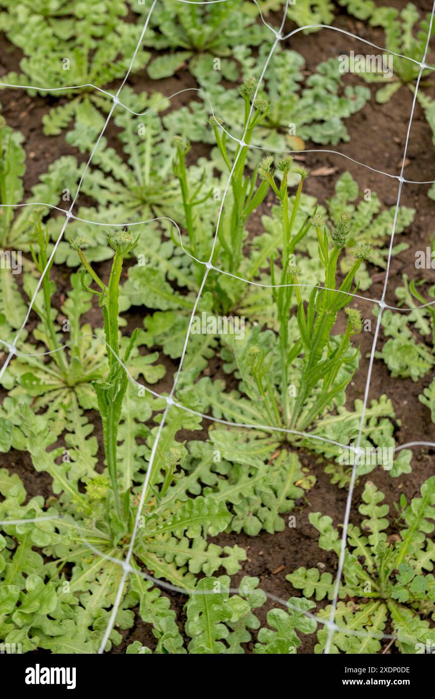 Cut flower netting. Plant support net. Using plastic garden netting to ...