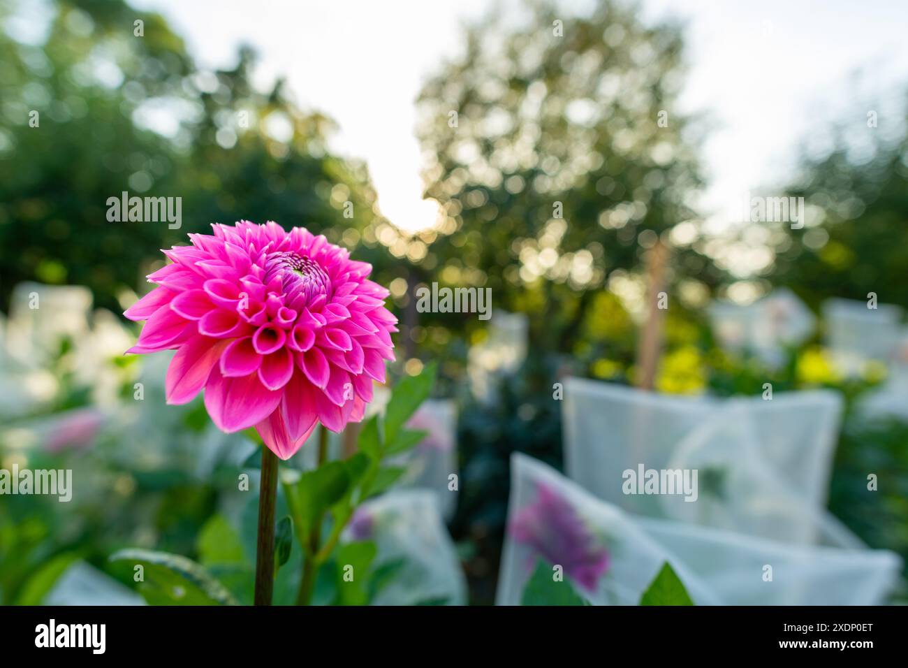 Dahlia field in bloom. Eco friendly cut flower farming. Using organza ...