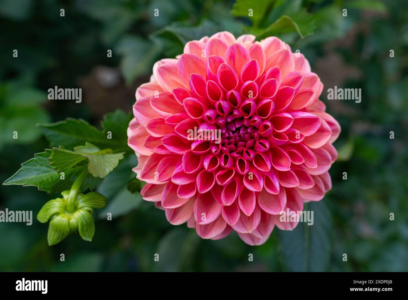 Daisy duke dahlia flower. Beautiful raspberry colored ball variety ...