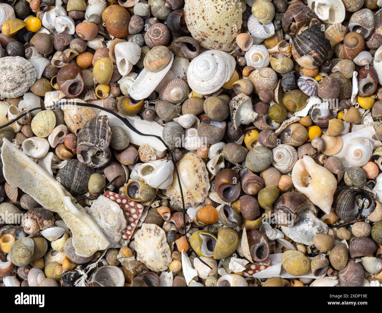 Closeup detail of colourful mixture of small seashells, Queens Bay ...