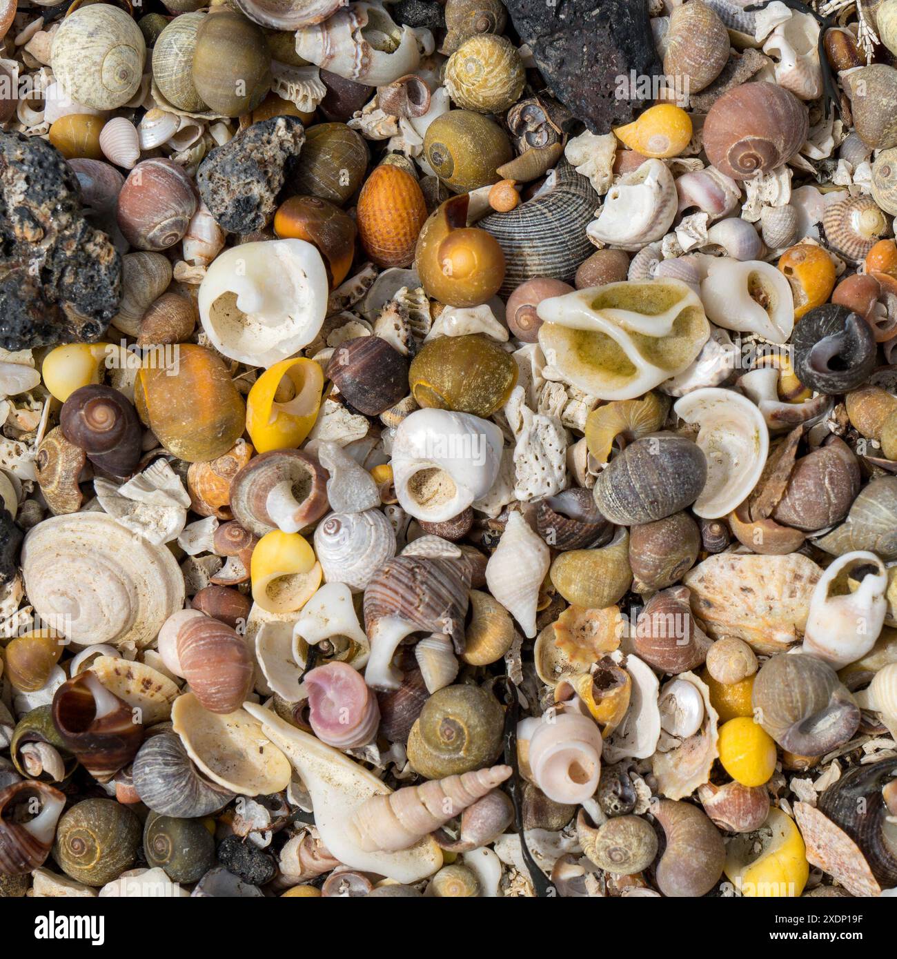 Closeup detail of colourful mixture of small seashells, Queens Bay ...