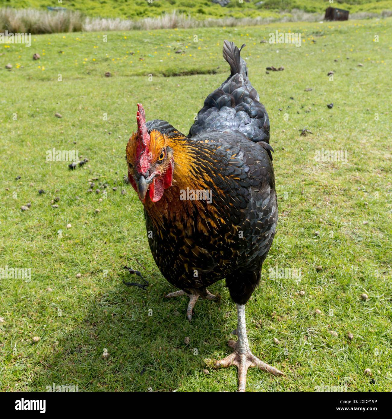 Rooster hi-res stock photography and images - Alamy