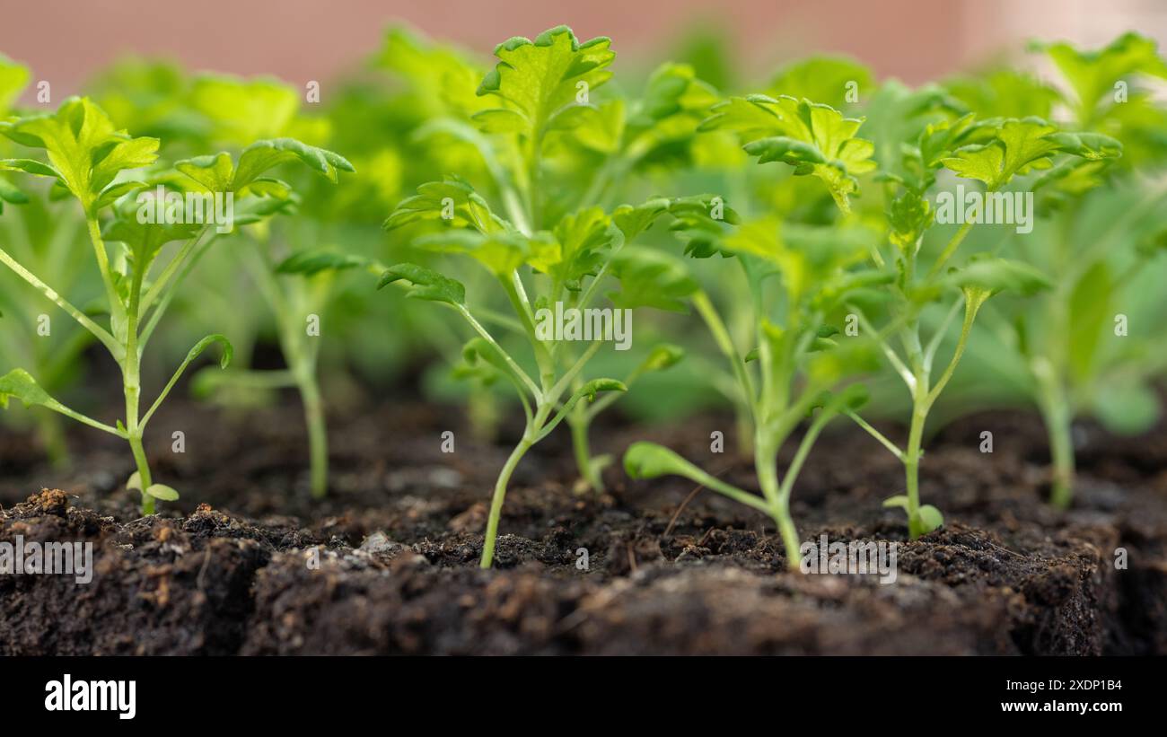 Plastic blocker hi-res stock photography and images - Alamy