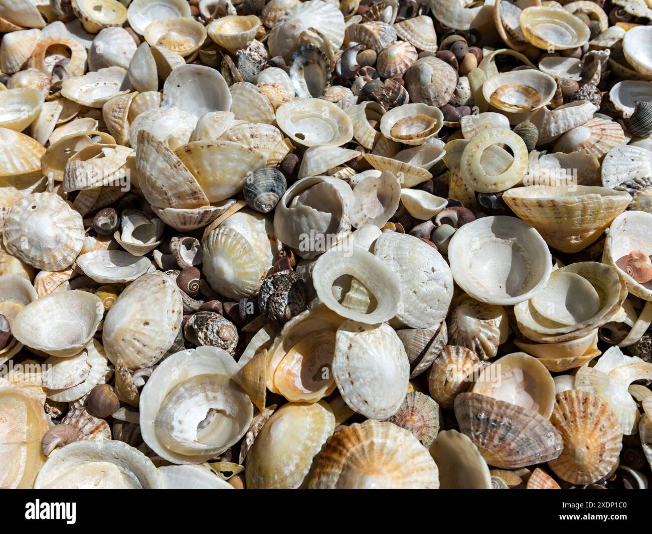 Masses of limpet and whelk shells on Ardskenish beach, Colonsay ...