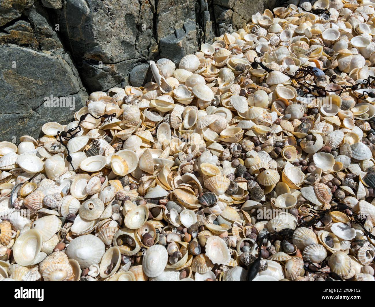 Deep shells hi-res stock photography and images - Alamy