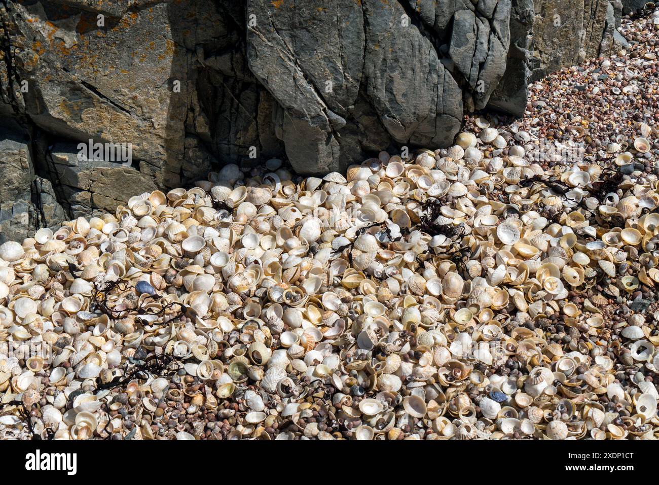 Masses of limpet and whelk shells on Ardskenish beach, Colonsay ...