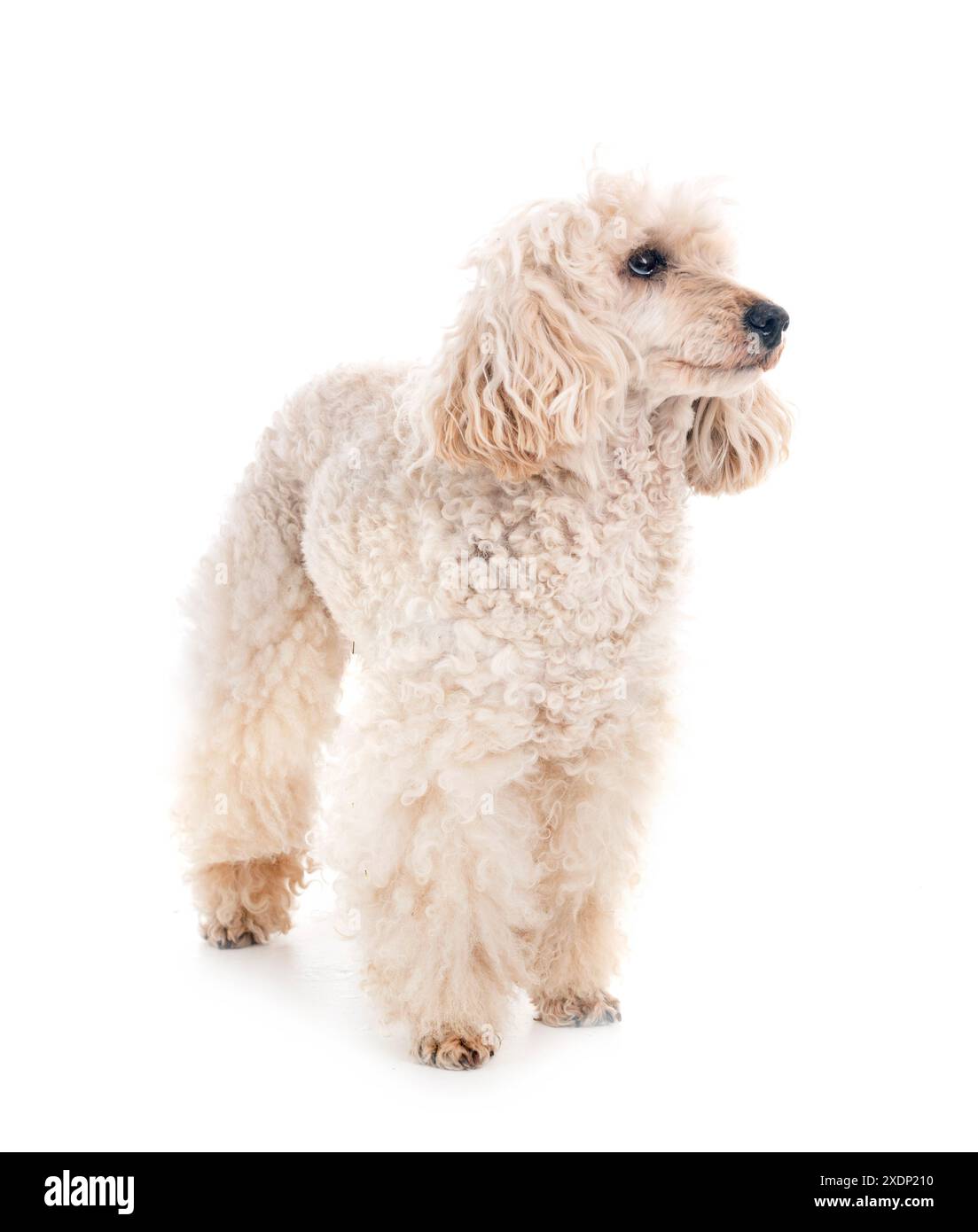 white, poodle in front of white background Stock Photo - Alamy