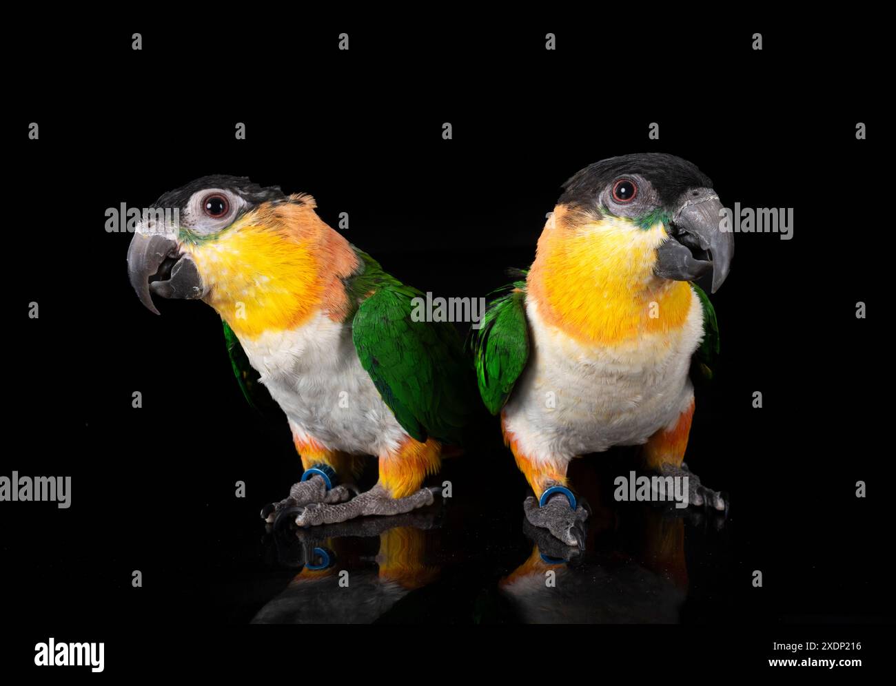Black-headed parrot in front of black background Stock Photo - Alamy