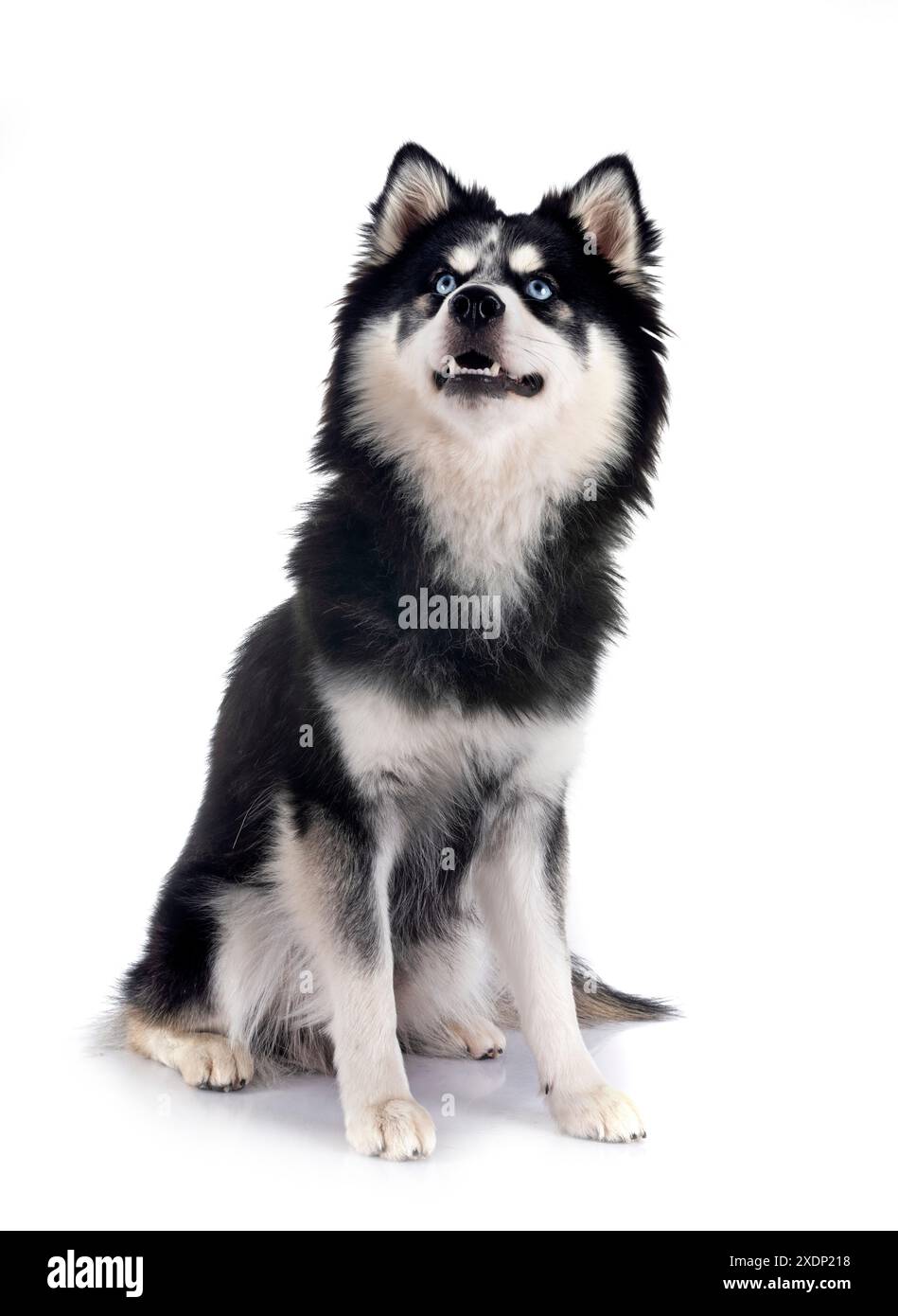 picture of a pomsky in front of white background Stock Photo - Alamy