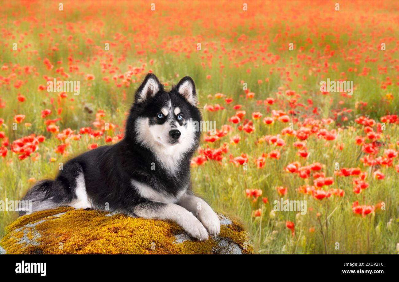 picture of a pomsky in front of nature background Stock Photo - Alamy
