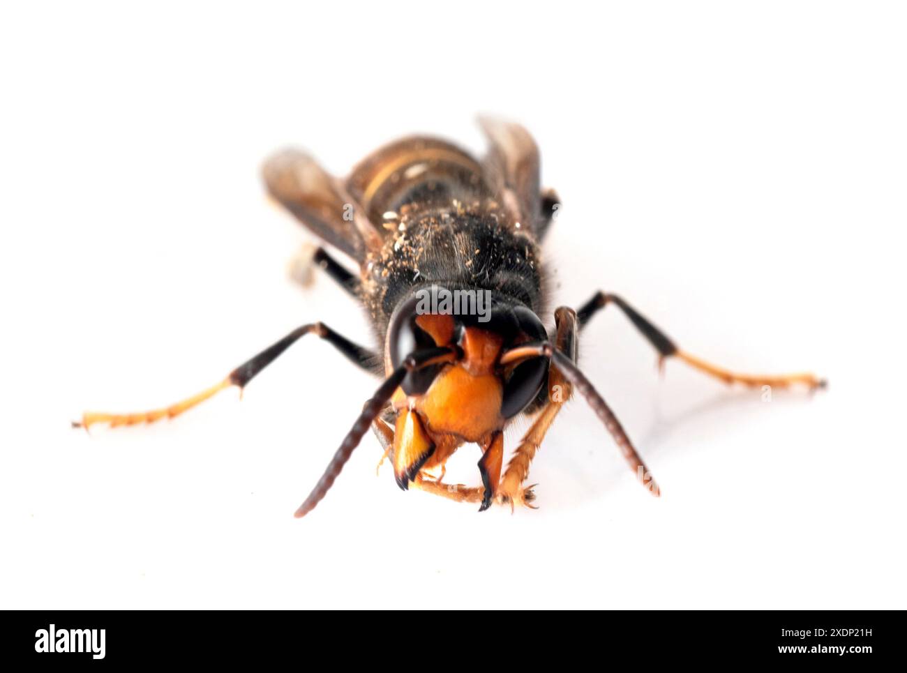 Asian hornet hi-res stock photography and images - Alamy