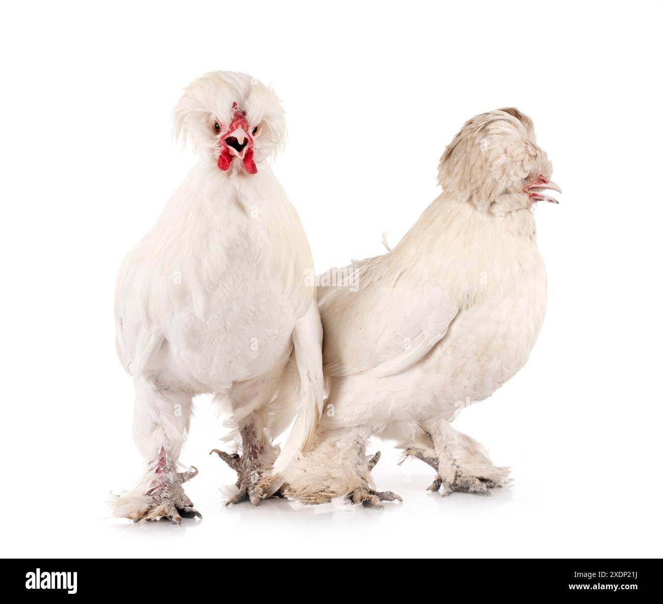 White sultan chicken hi-res stock photography and images - Alamy